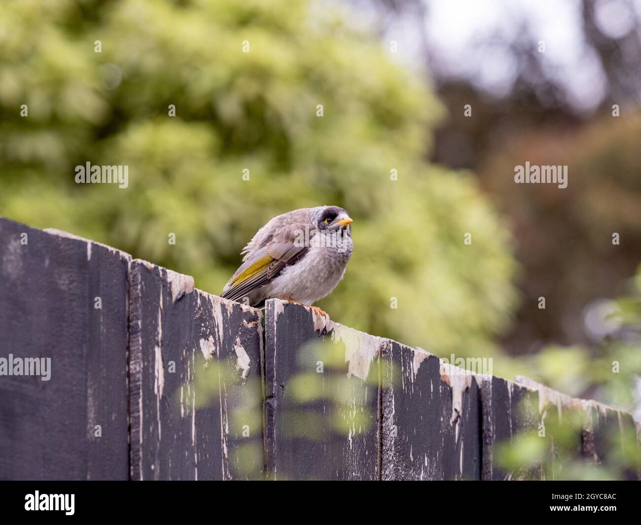 Australian noisy miners hi-res stock photography and images - Alamy