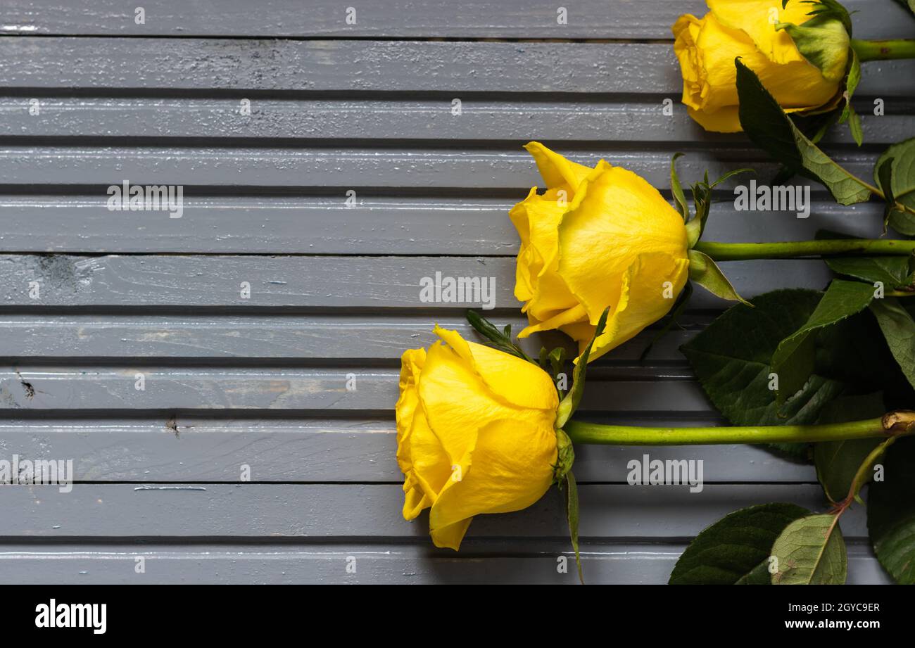 Yellow roses on a rustic gray background, photographed from above ...