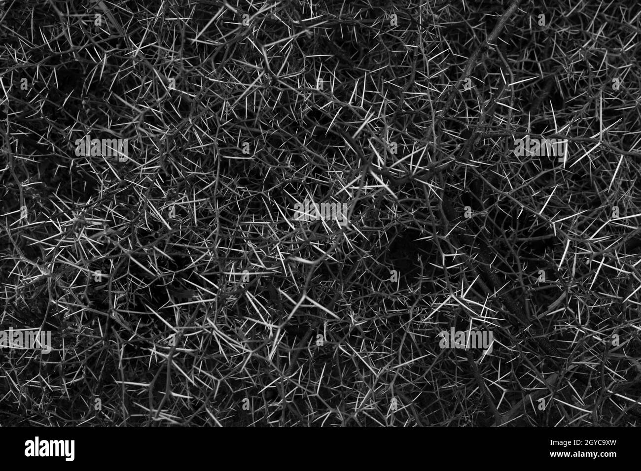 Grayscale of dry thorn bush background Stock Photo - Alamy