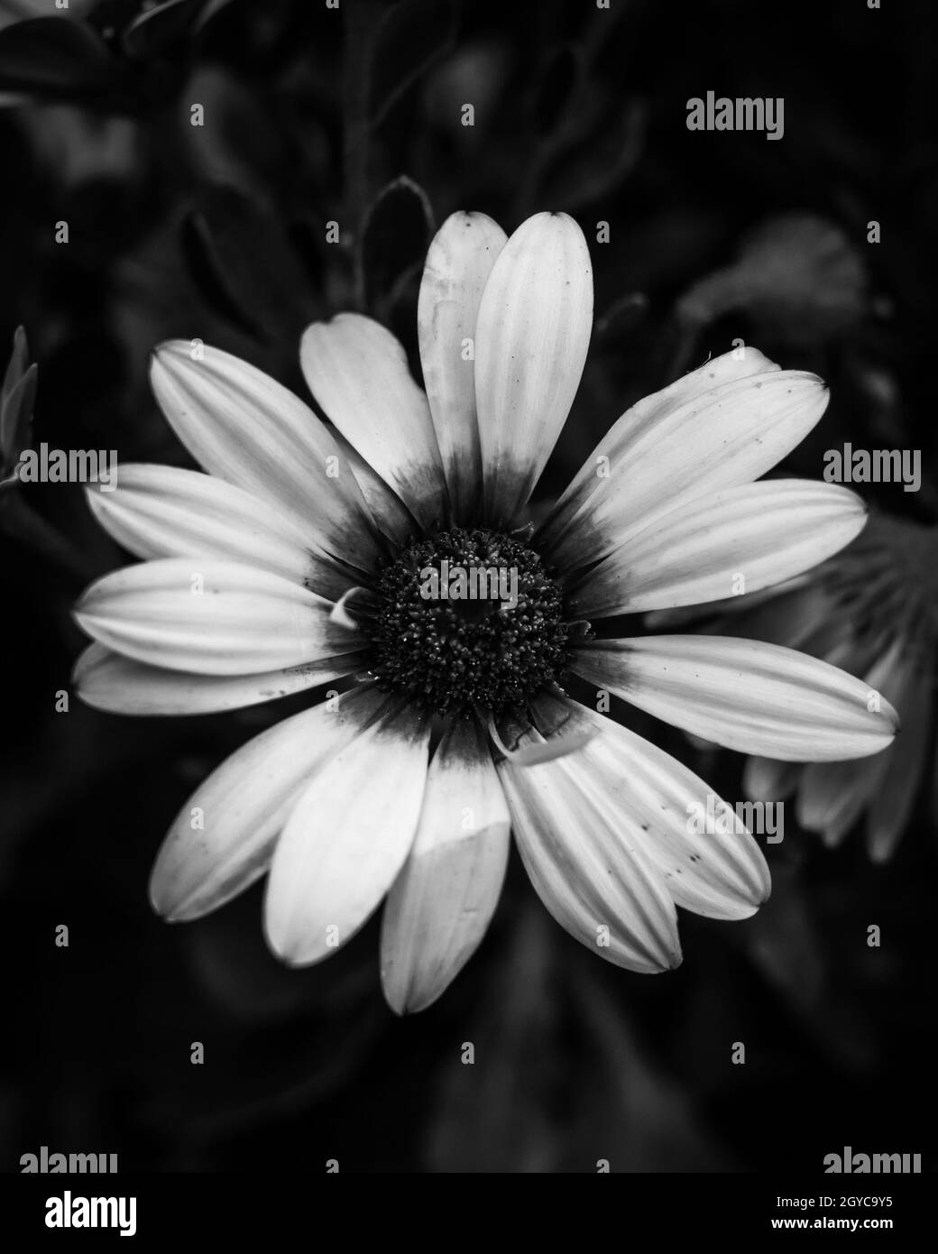 Closeup grayscale of a daisy flower Stock Photo - Alamy