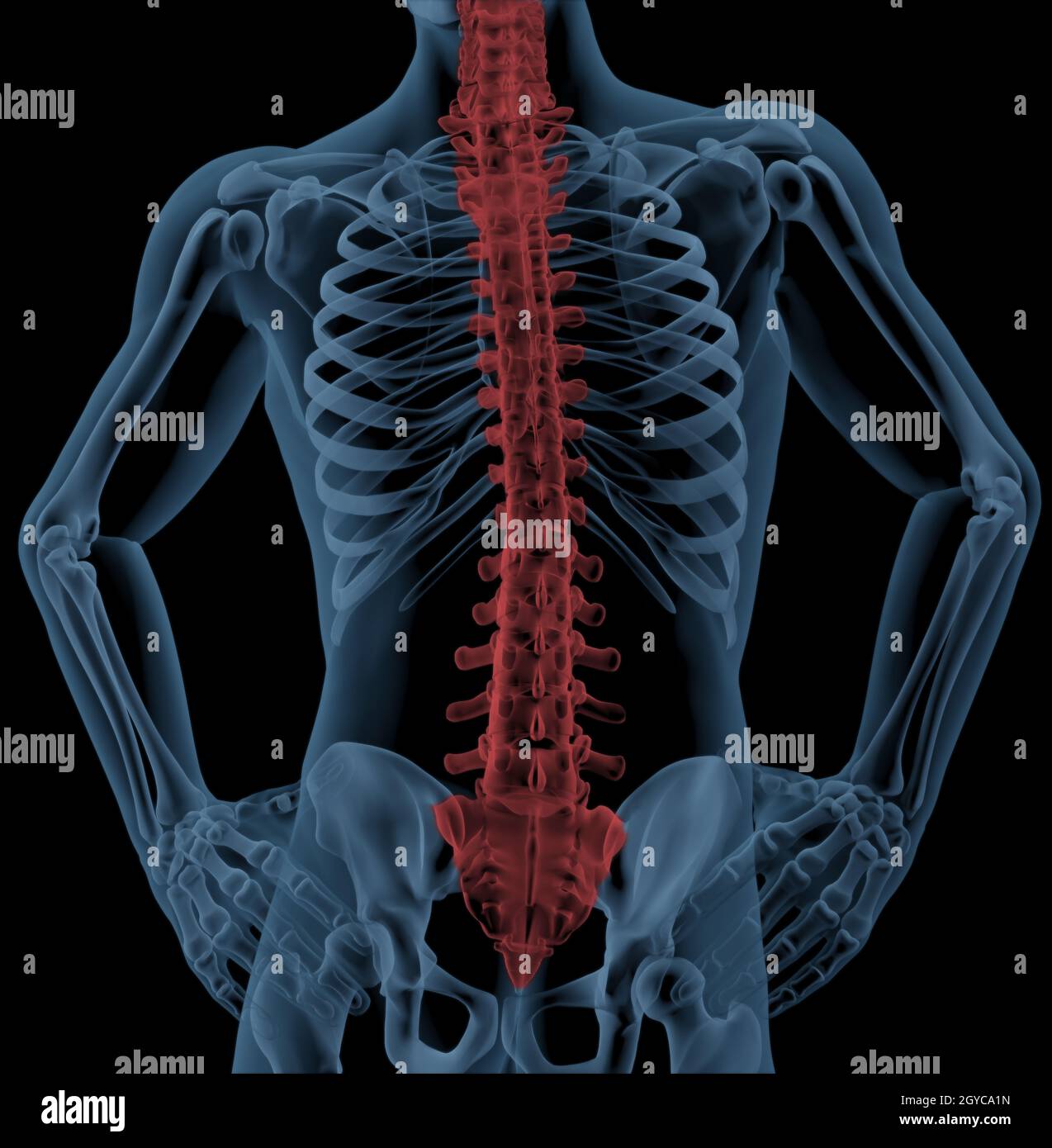 Highlighted bones hi-res stock photography and images - Alamy