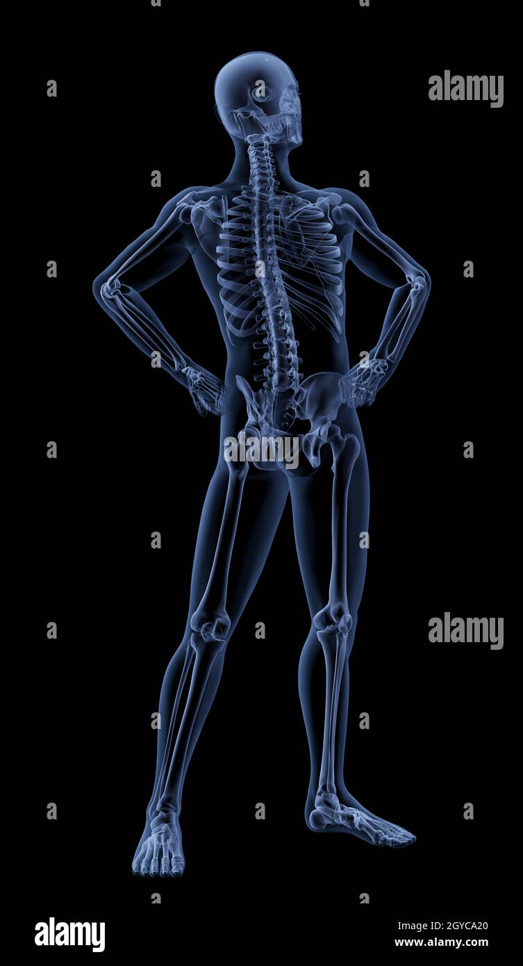 Skeleton body bones pose hi-res stock photography and images - Alamy