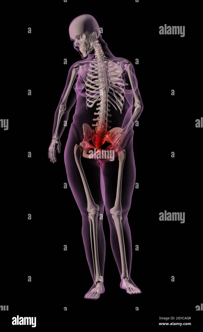 3D rebder of a medical skeleton of an overweight female with stomach ...