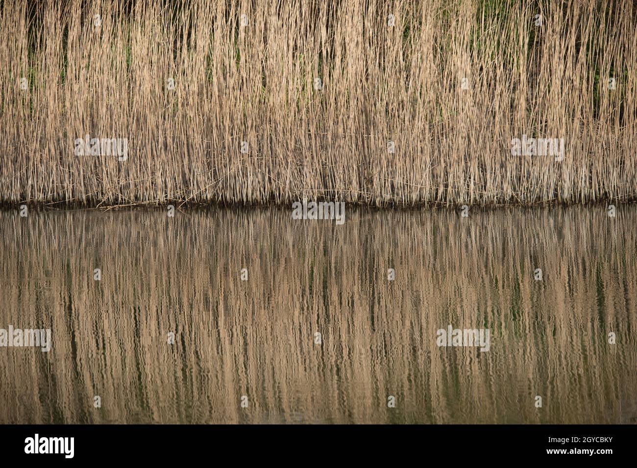 Back river pond hi-res stock photography and images - Alamy