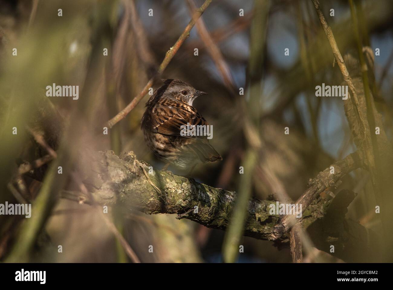 Bird hidden amongst the branches Stock Photo - Alamy