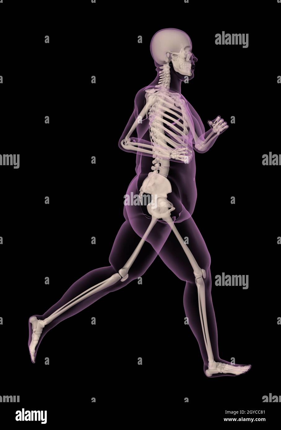 3D render of an overweight female medical skeletong running Stock Photo ...