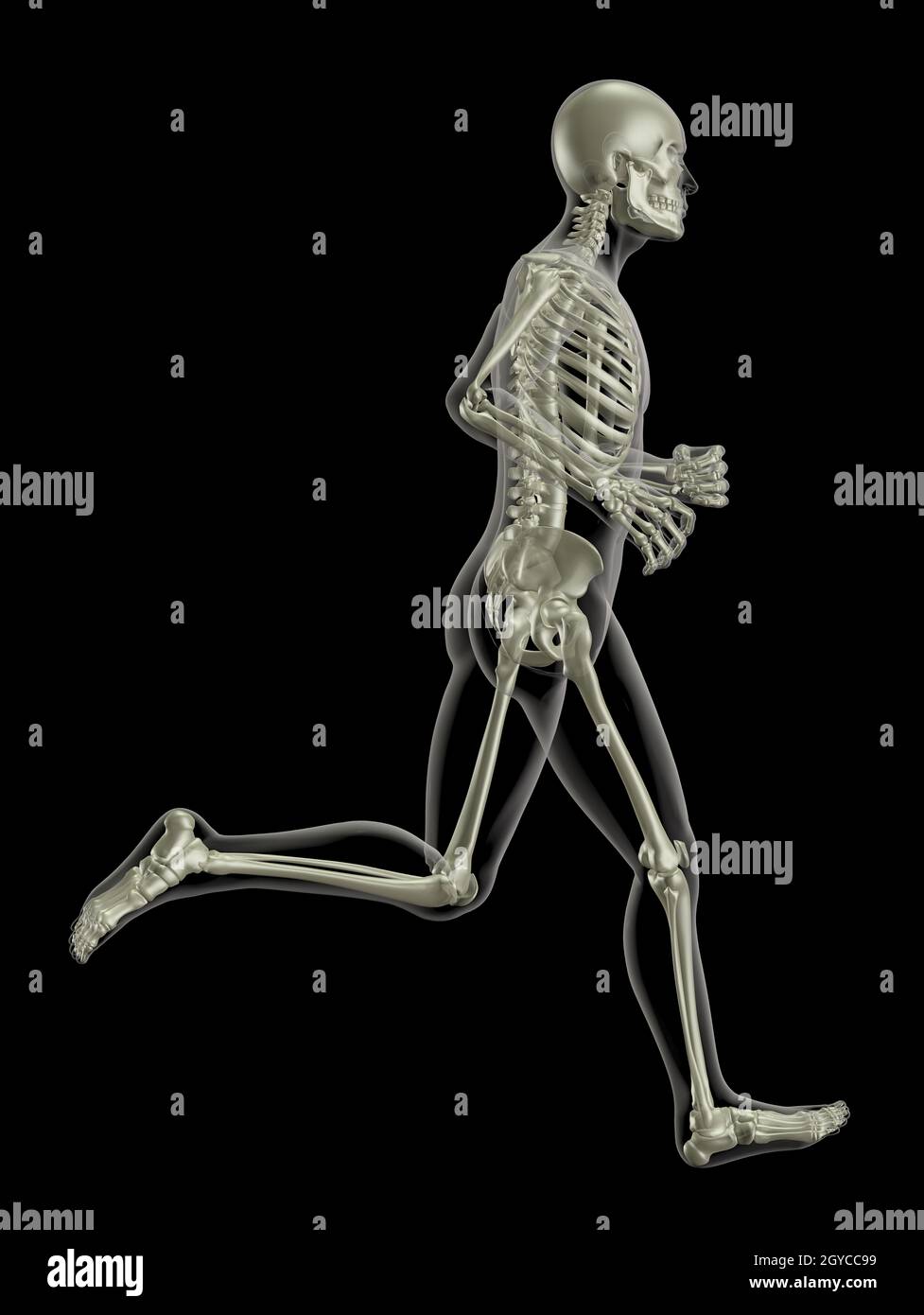 3D render of a medical skeleton in a running pose Stock Photo - Alamy