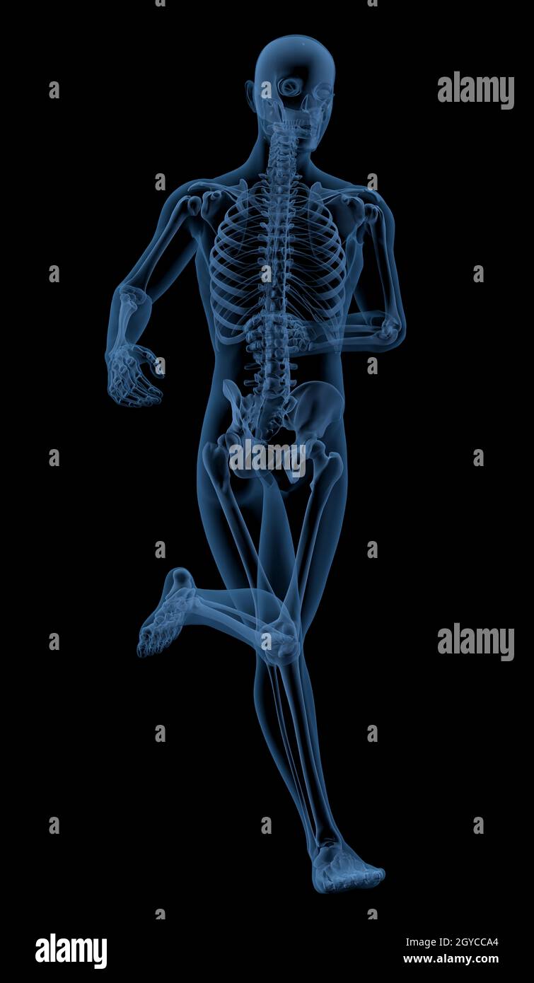 Anatomy of a human running hi-res stock photography and images - Alamy