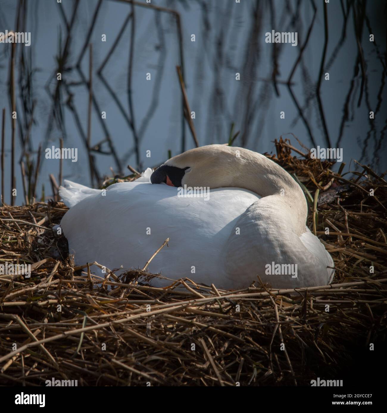 Swan tucked up on her nest Stock Photo - Alamy