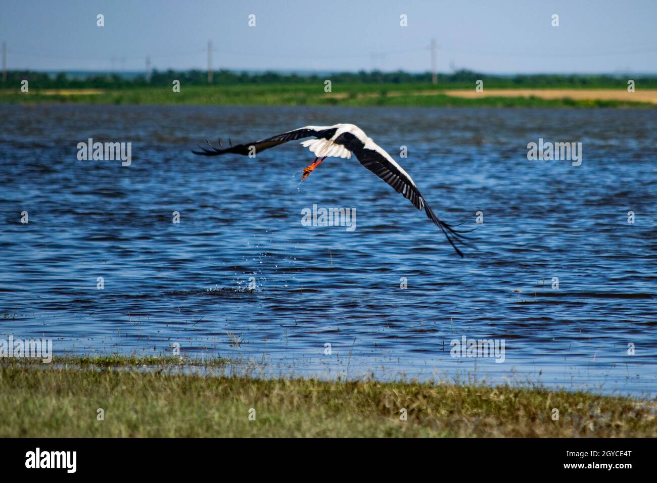 Back view bird hi-res stock photography and images - Alamy