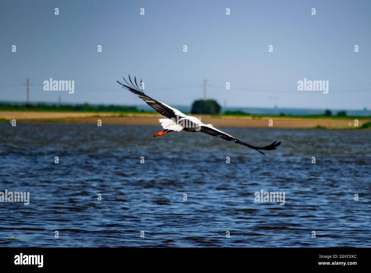 Back view of a bird fly on the sea Stock Photo - Alamy