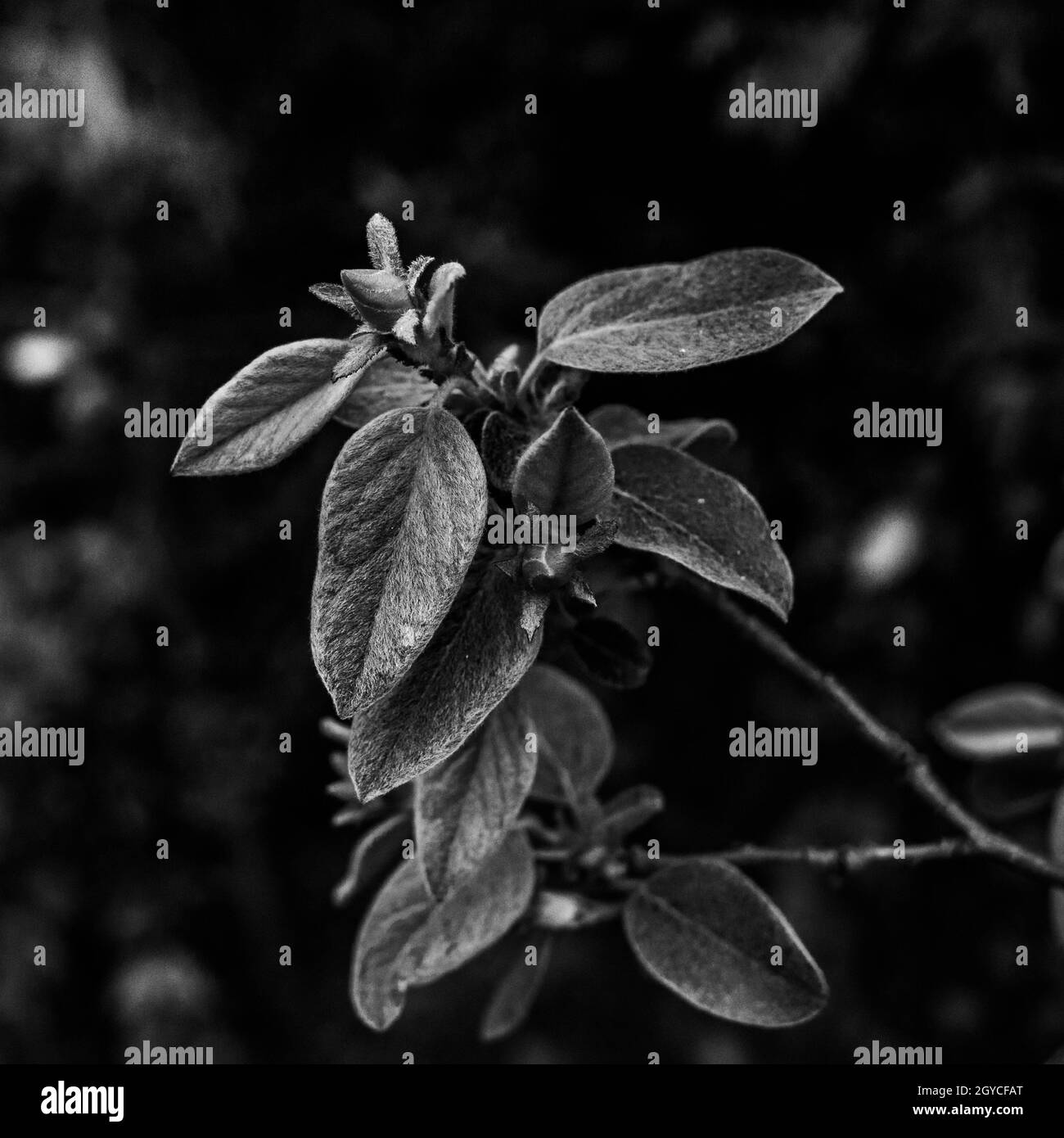 Sage plant garden Black and White Stock Photos & Images - Alamy