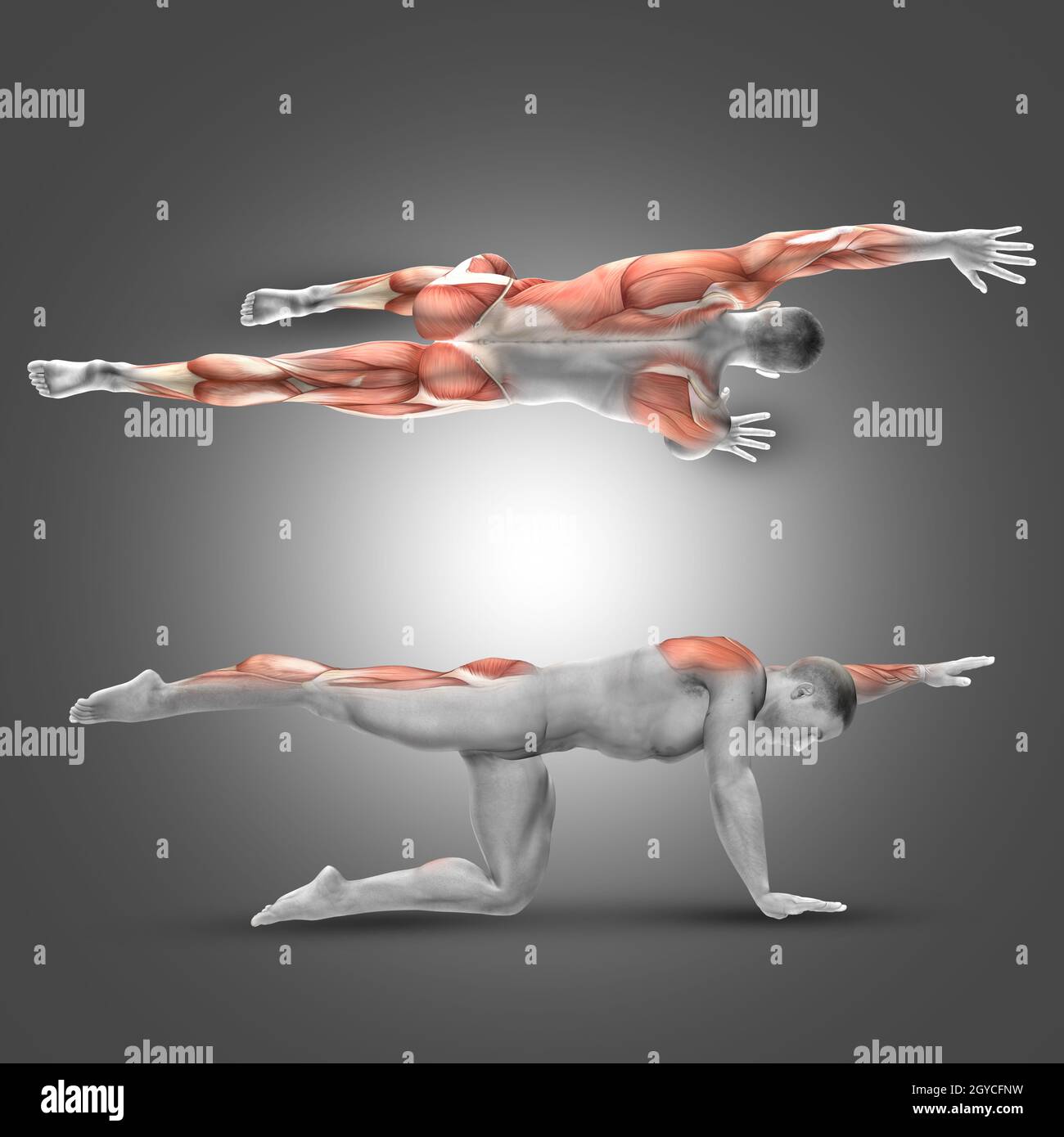 3D render of a male figure in alternate arm/leg raise pose with muscles ...