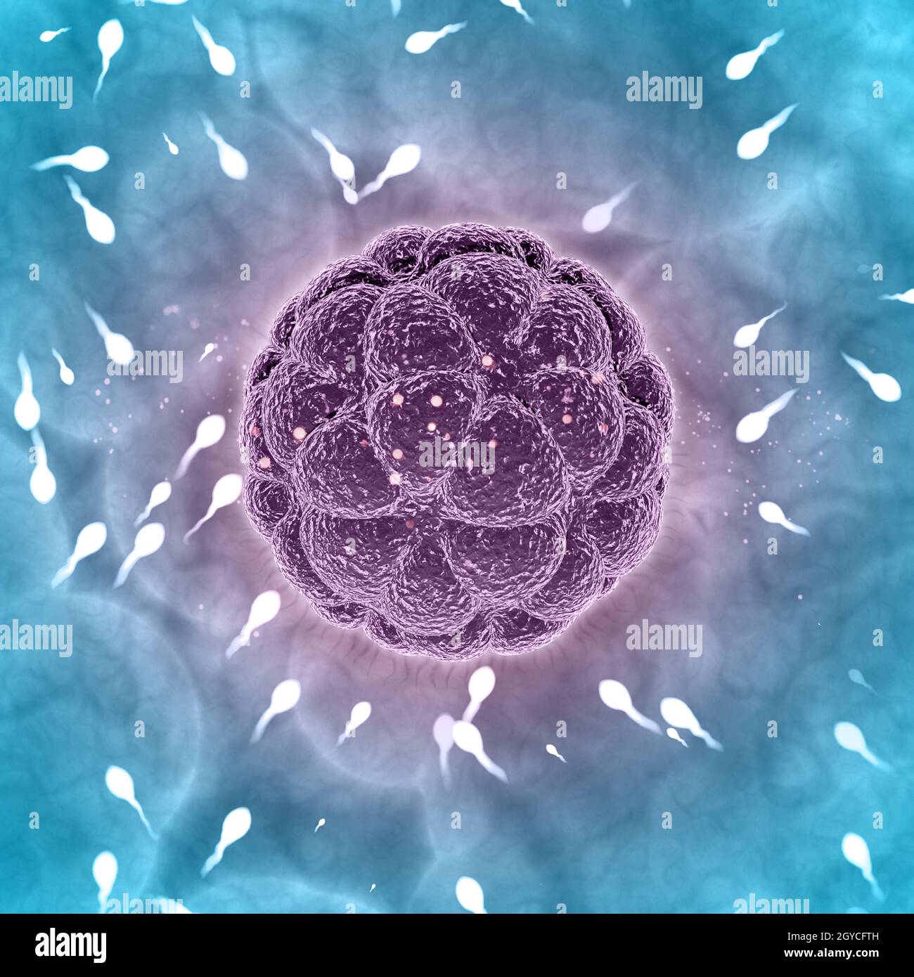 3d Render Of A Medical Abstract Showing Sperm Meeting Egg Cell Stock