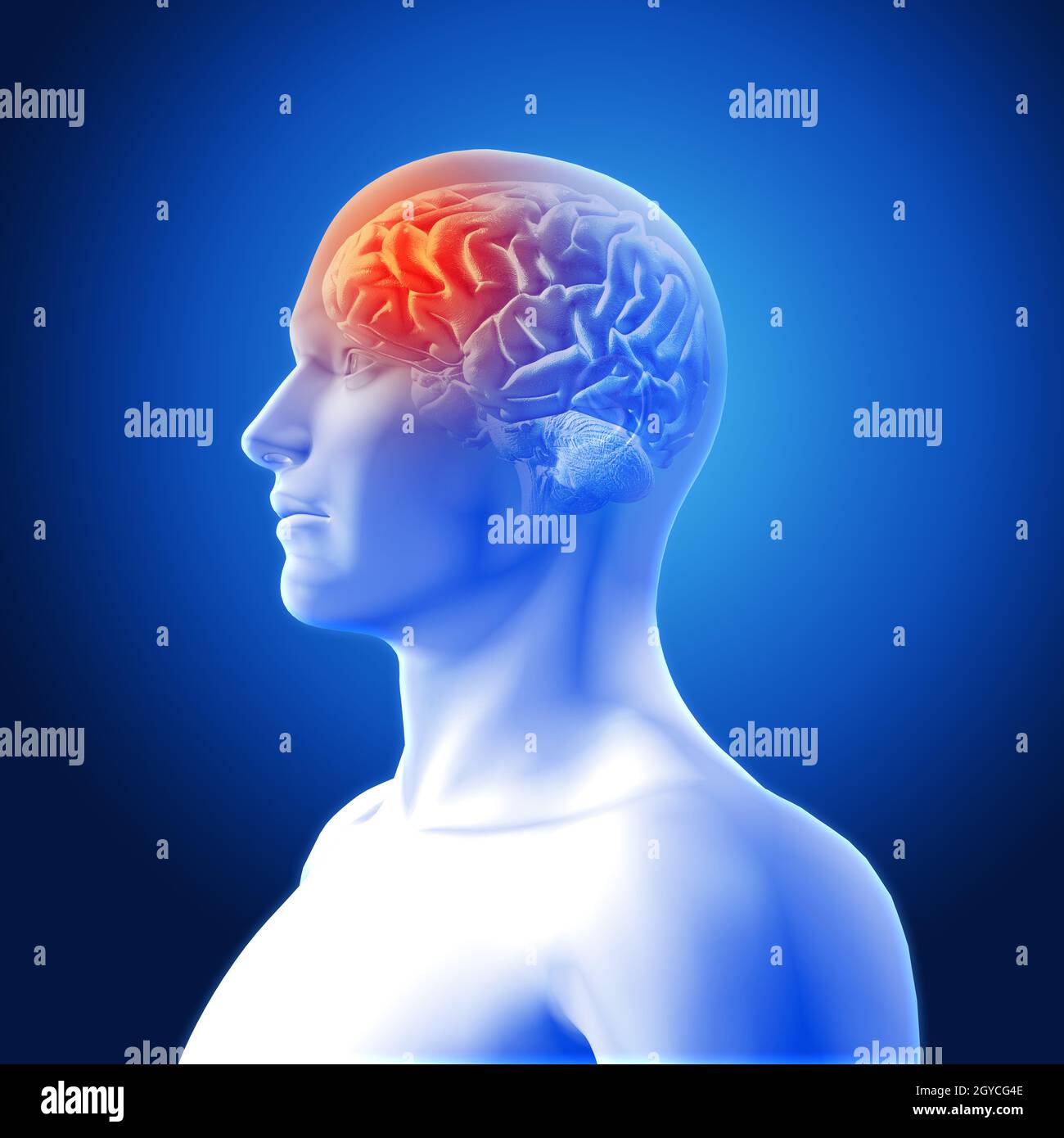 3D render of a medical image showing brain in male figure with frontal ...