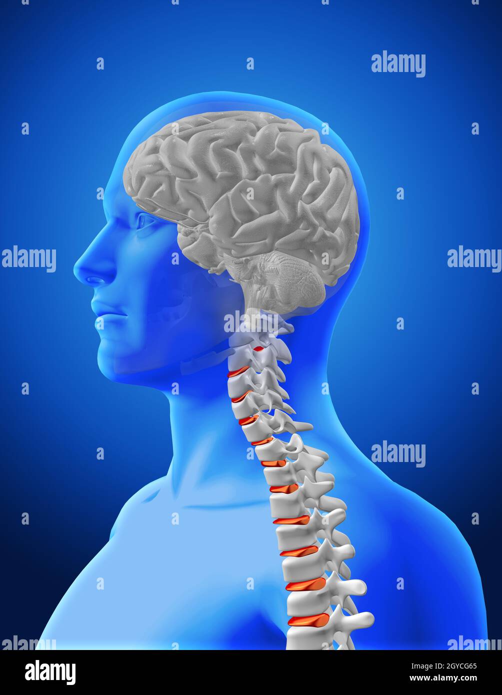 3D render of a medical image showing spine and brain in a male figure ...