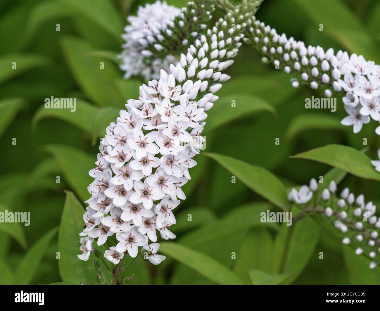 Closeup of the pretty little white flowers on a flower spike of ...