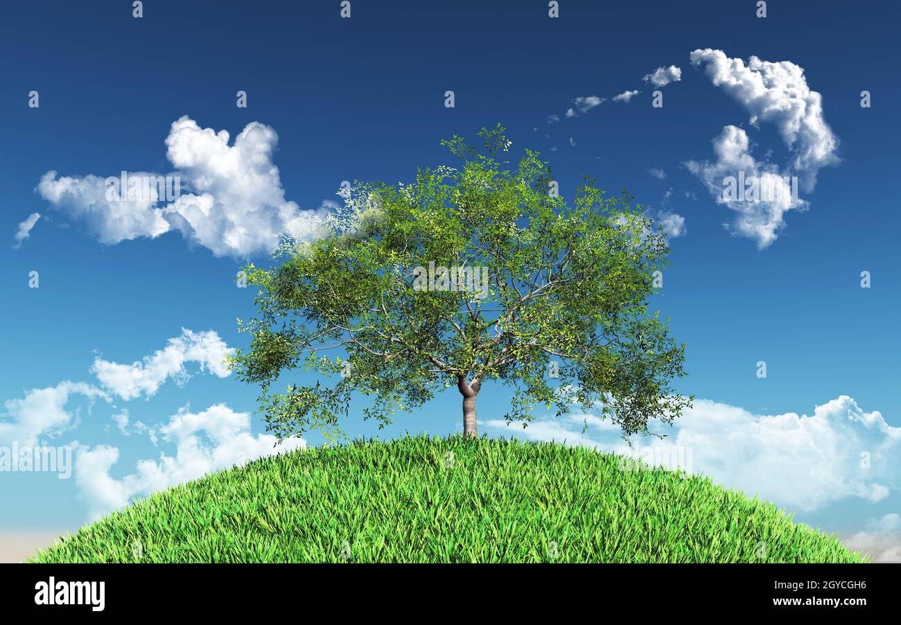 Globe willow hi-res stock photography and images - Alamy