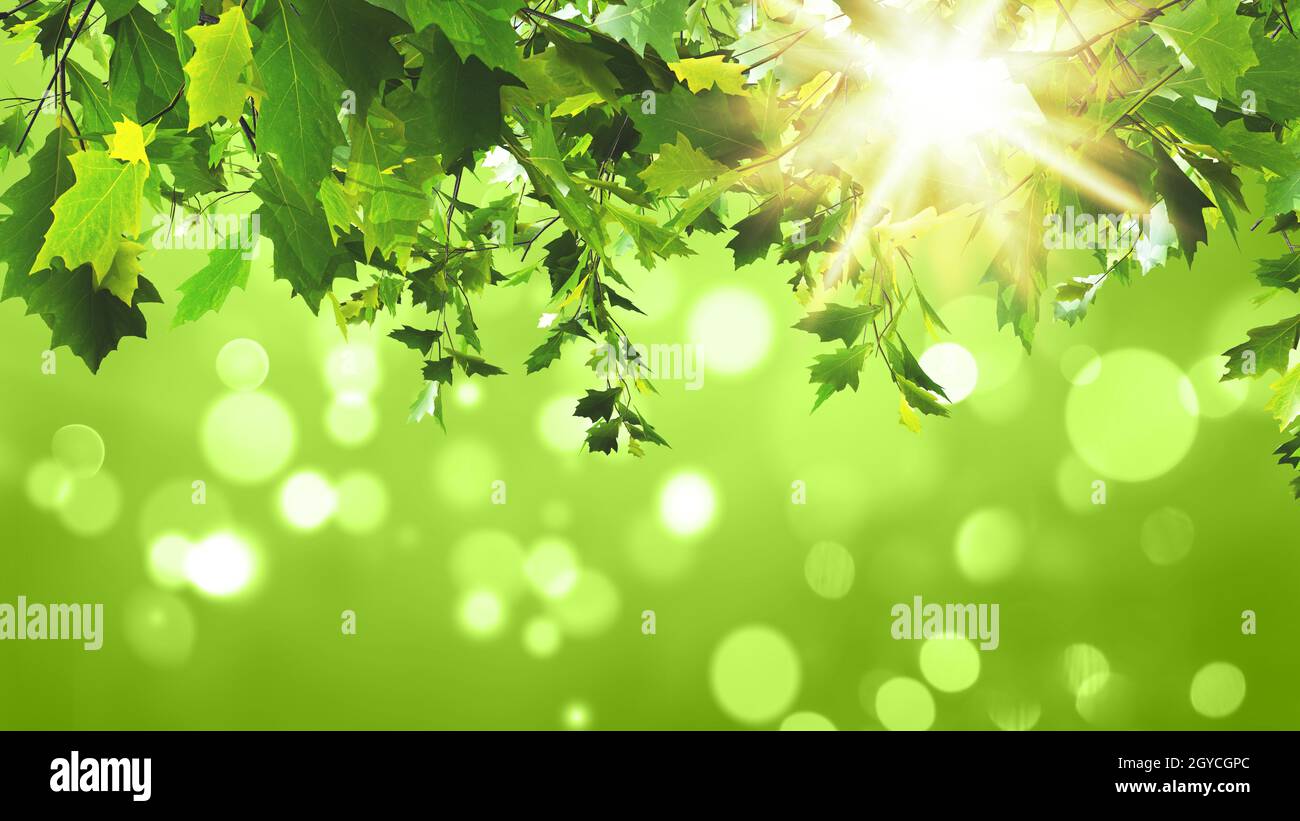 3D render of green leaves on a sunny green background Stock Photo - Alamy