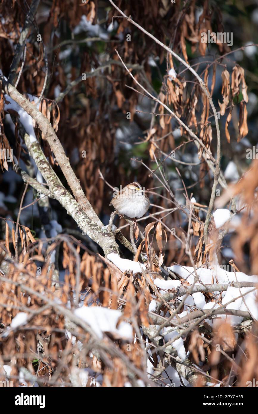 White-throated sparrow (Zonotrichia albicollis) looking around from its ...
