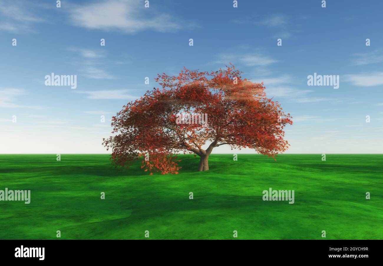 3d render maple tree landscape hi-res stock photography and images - Alamy