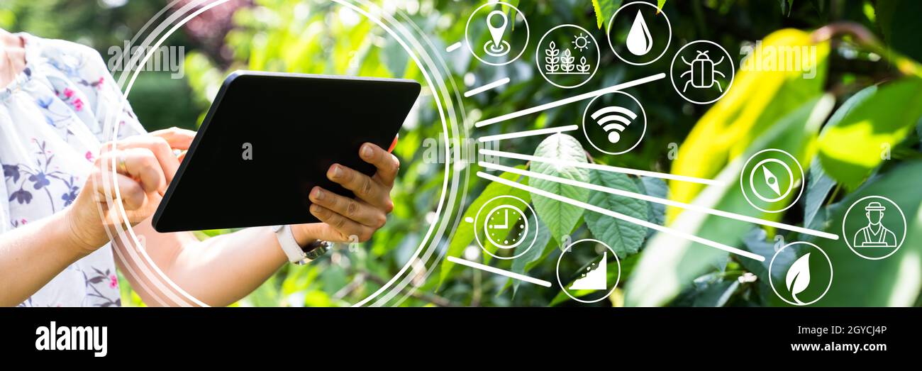 Smart Farming Digital Technology Agriculture App At Farm Stock Photo ...