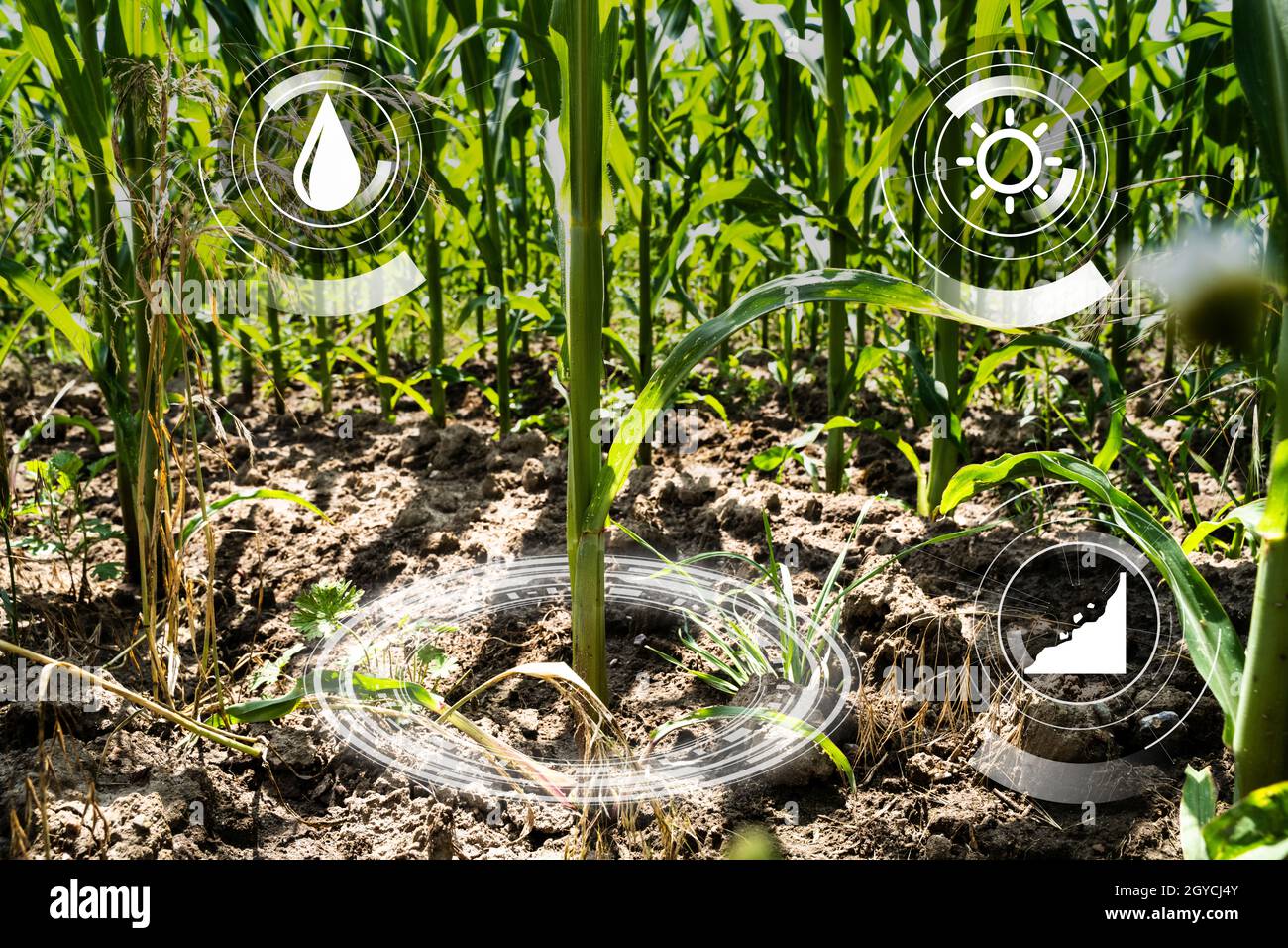 Corn Farm Smart Agriculture Technology And Farming System Stock Photo ...