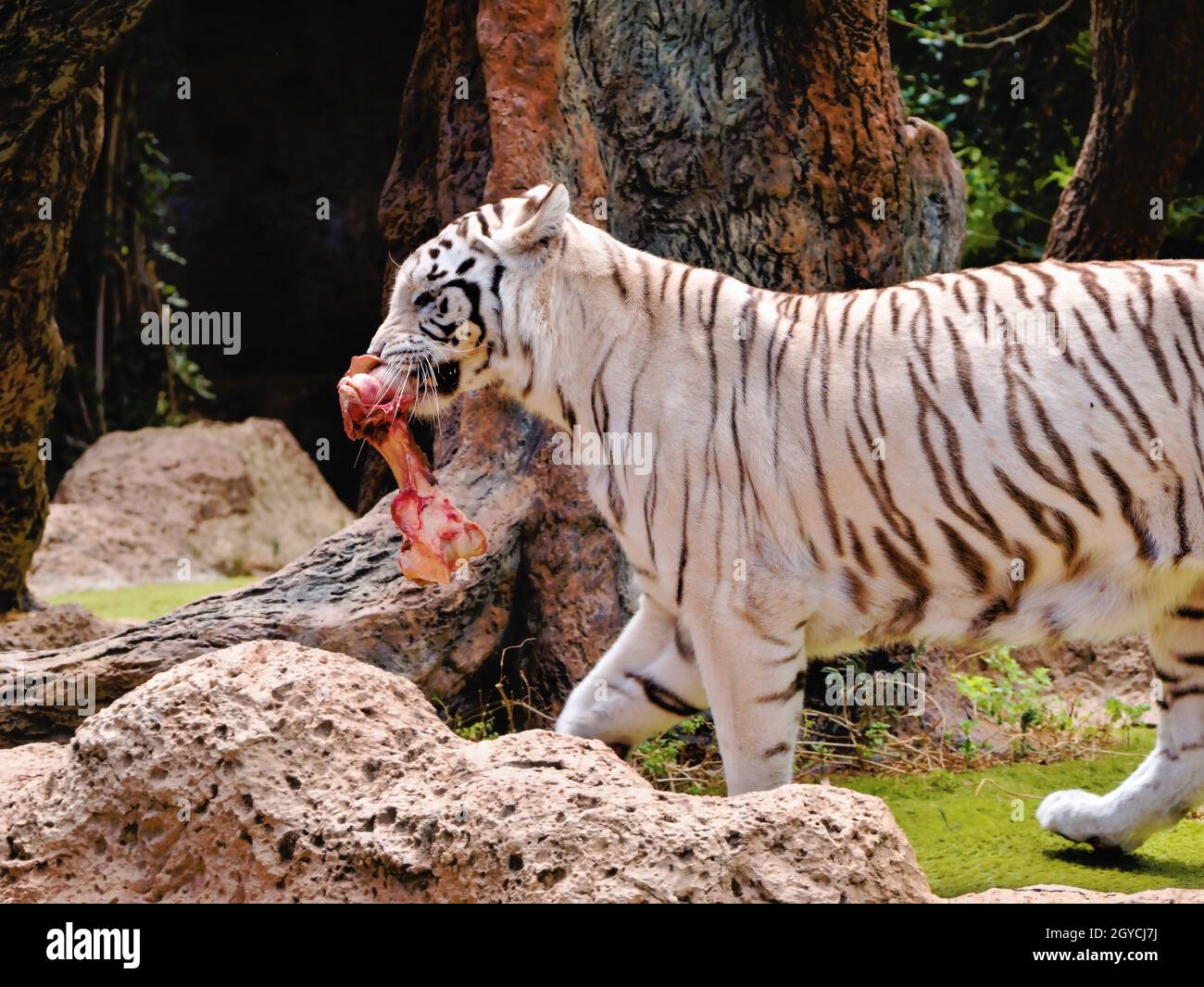 An elegant, beautiful white tiger with brown stripes lgoes to his food ...