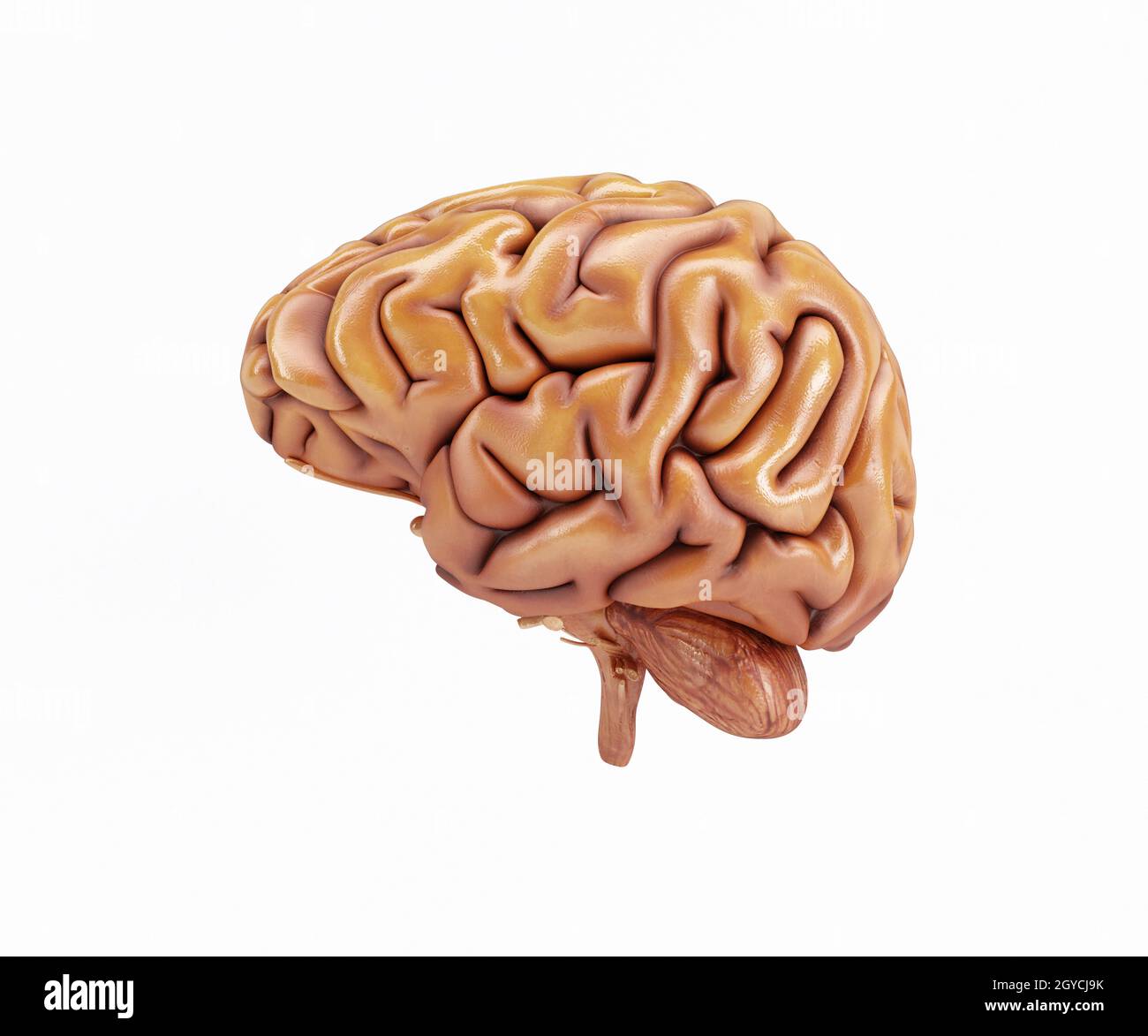 3D Render of a Human Brain Stock Photo - Alamy