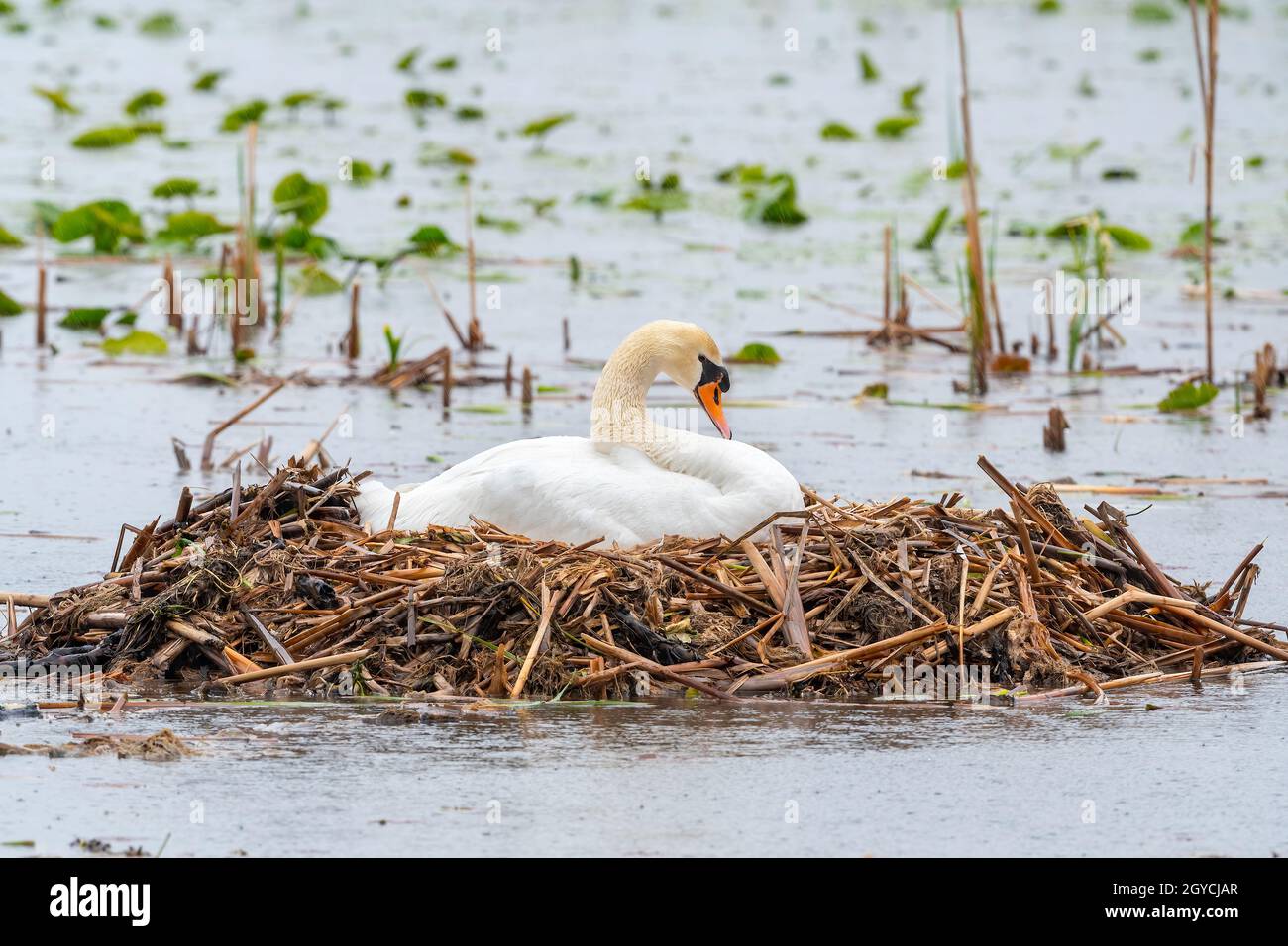 Mute swan sitting on nest in pouring rain (Cygnus olor), Spring, E USA, by Dominique Braud ...