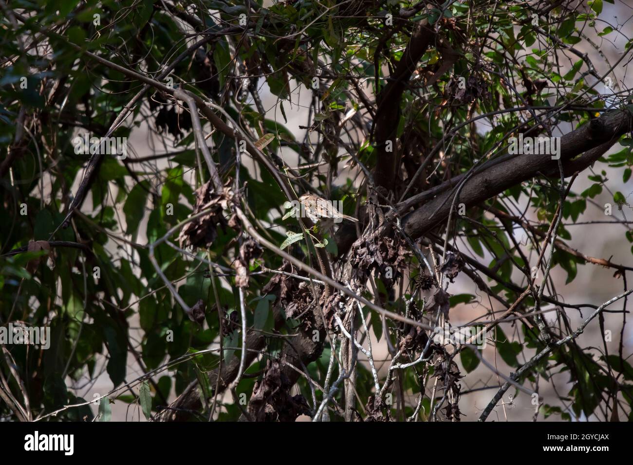 White-throated sparrow (Zonotrichia albicollis) looking around from its ...