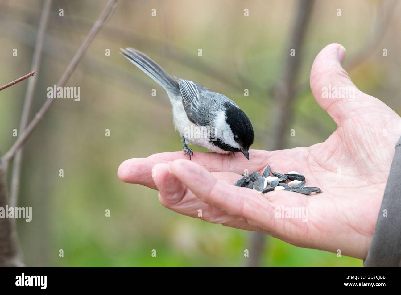 Black-capped chickadee (Parus atricapillus) eating out of person's hand ...