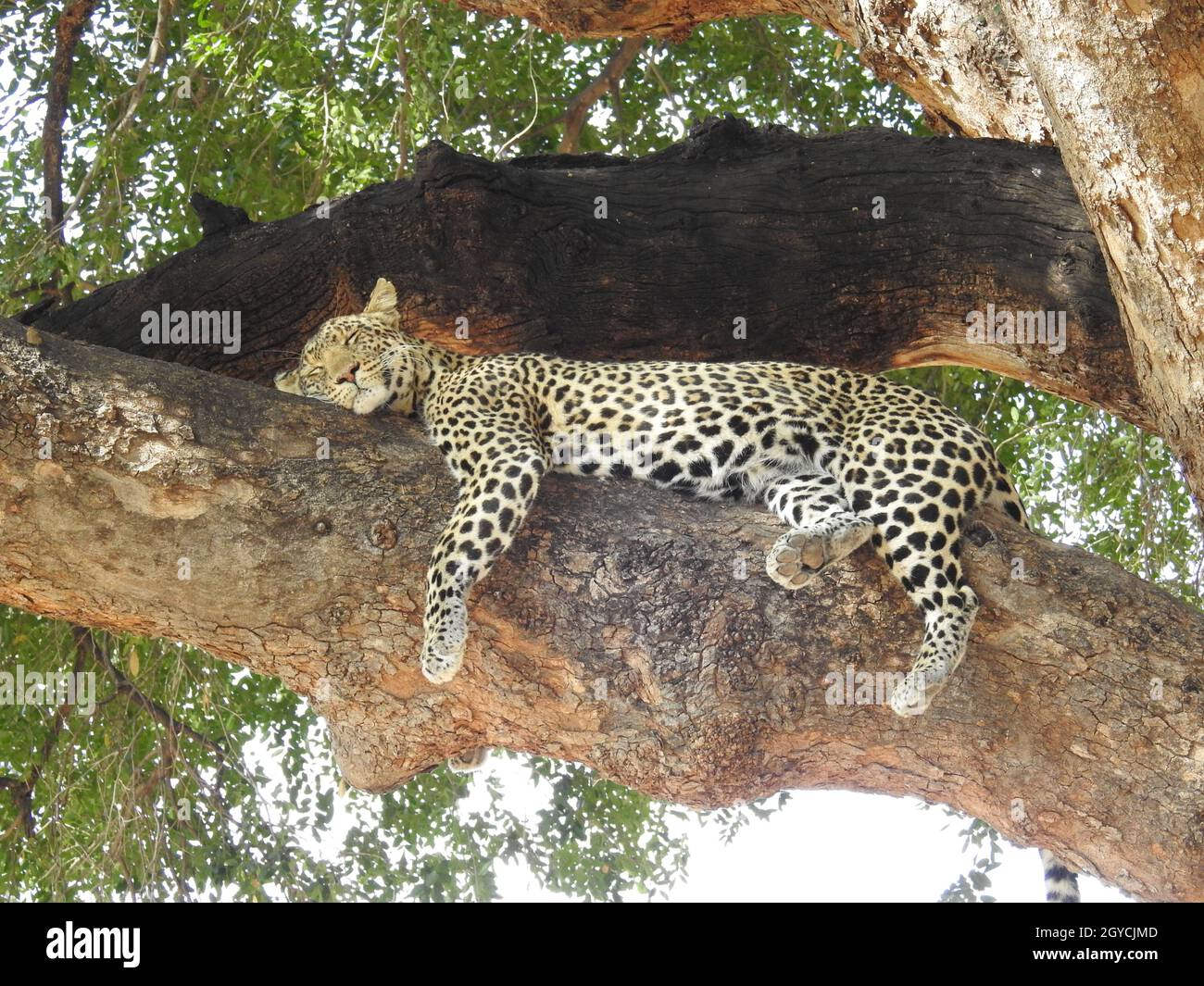 Shallow focus of a leopard on a tree Stock Photo - Alamy