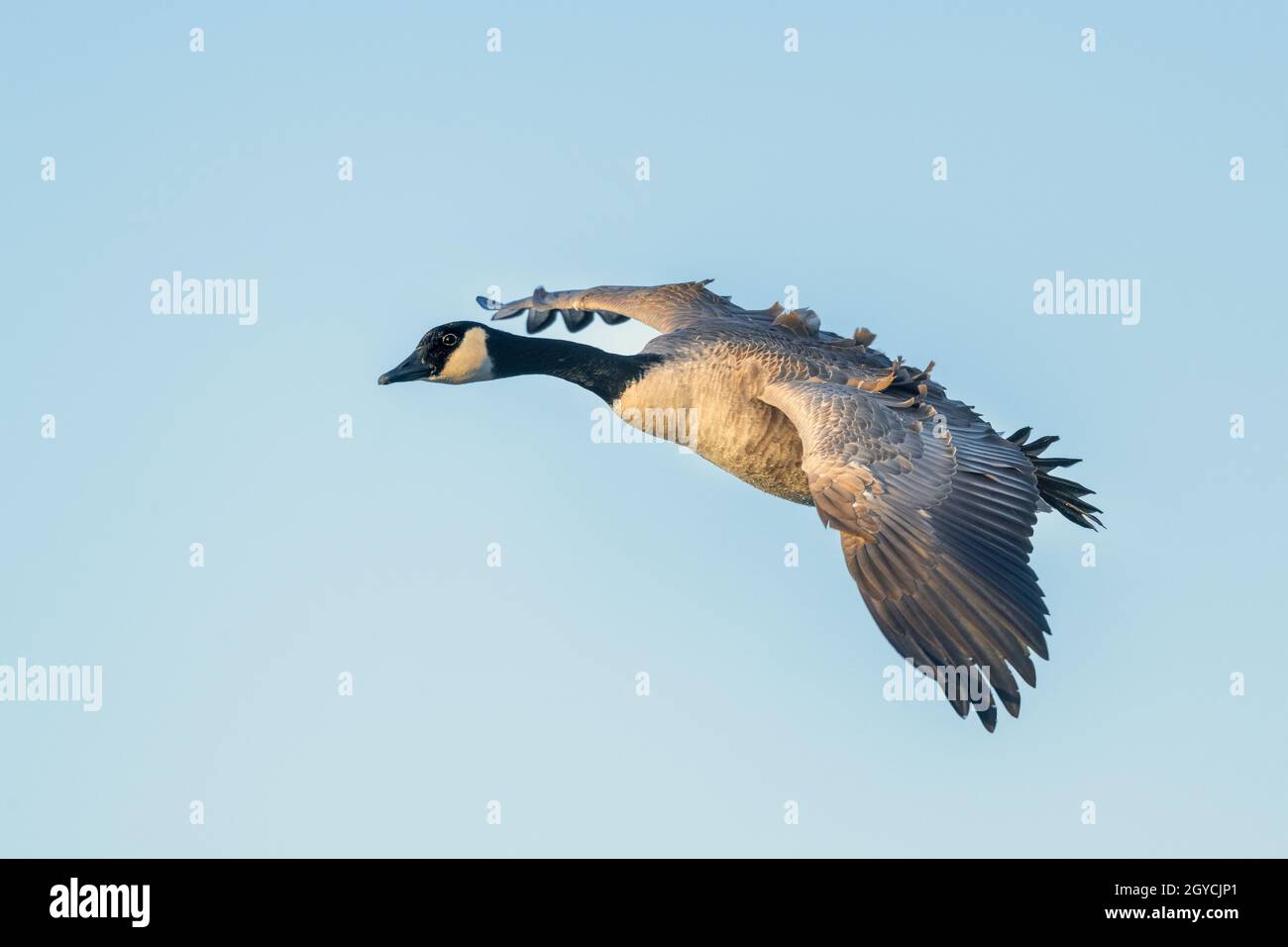 Canada goose (Branta canadensis) in flight, North America, by Dominique ...