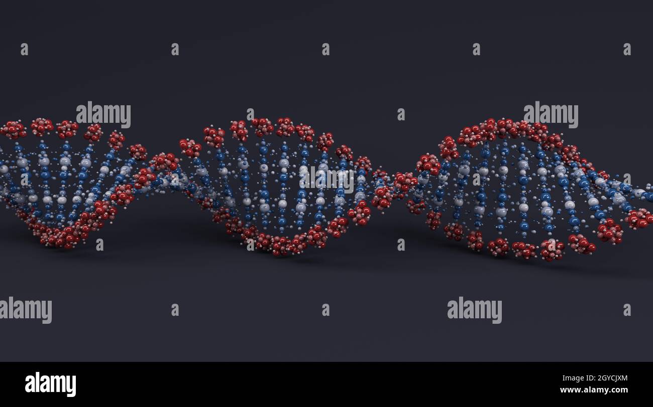 3d dna replication model hi-res stock photography and images - Alamy