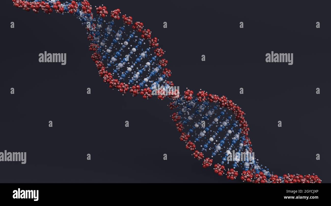 3d dna replication model hi-res stock photography and images - Alamy
