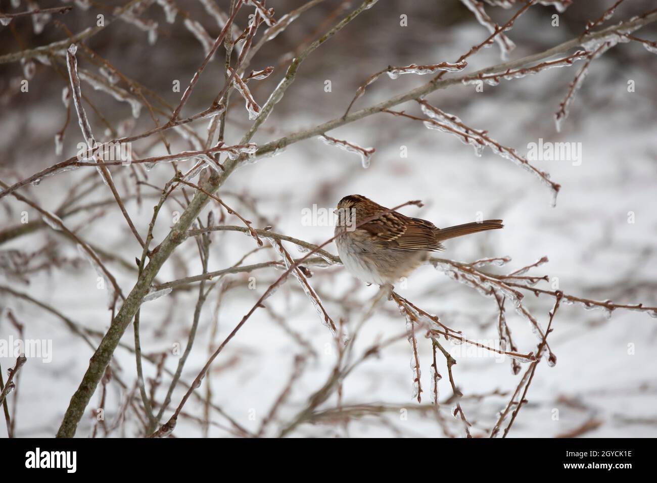 White-throated sparrow (Zonotrichia albicollis) perched on an ice ...
