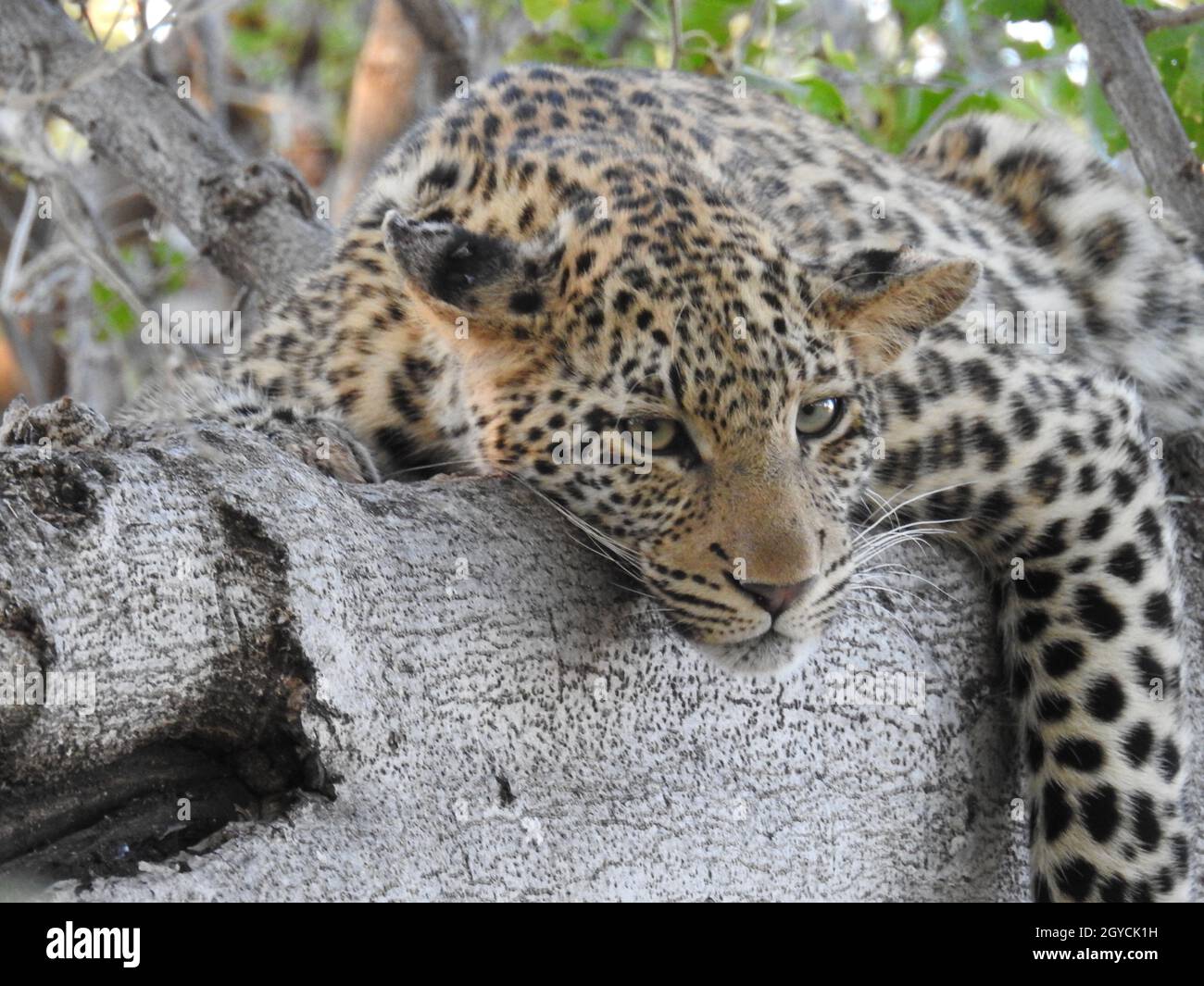 Shallow focus of a leopard on a tree Stock Photo - Alamy