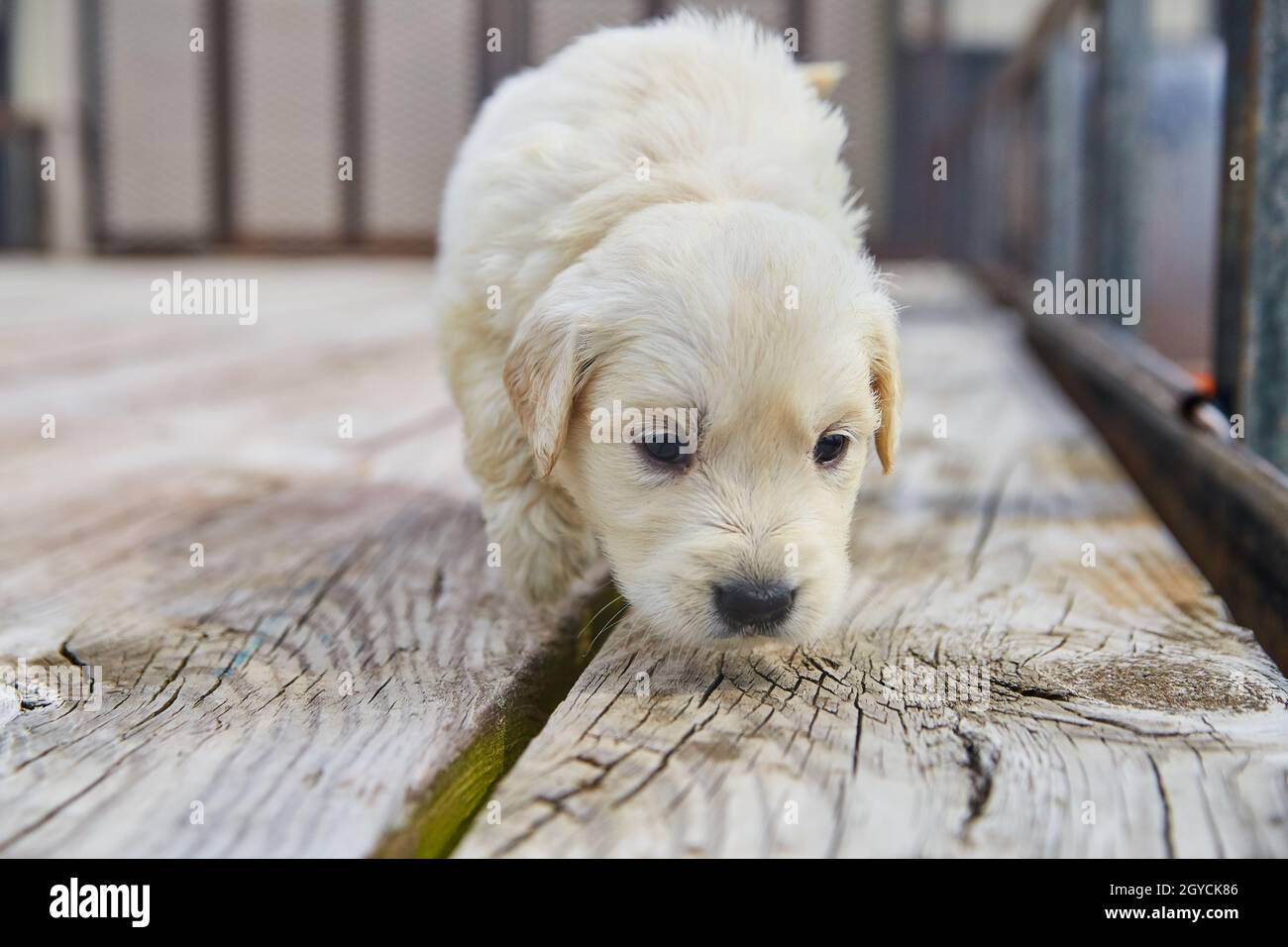 Curious golden retriever sniffing wood boards Stock Photo - Alamy