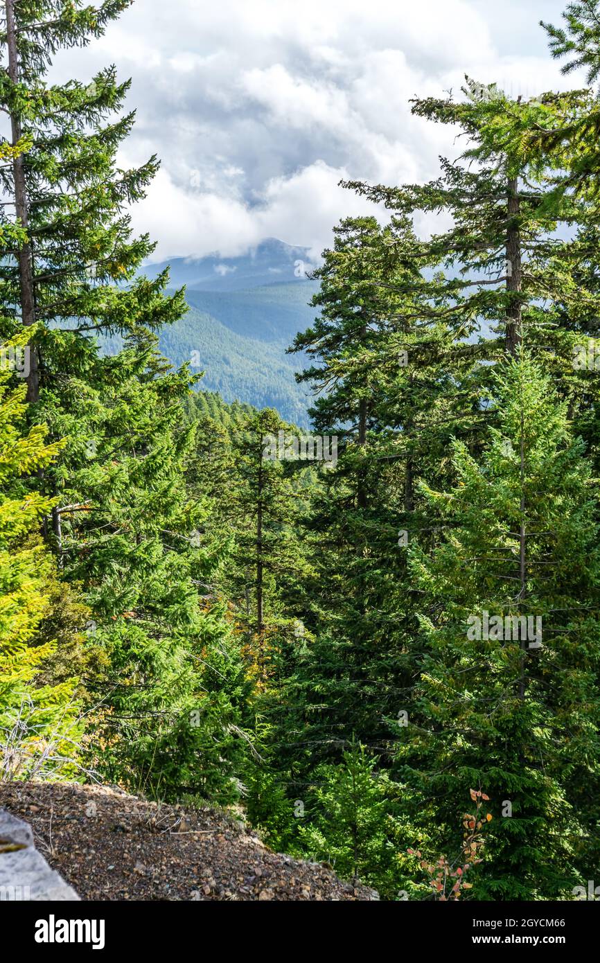 Tree grow on a steep slope at Hurricane Ridge in Washington State Stock ...