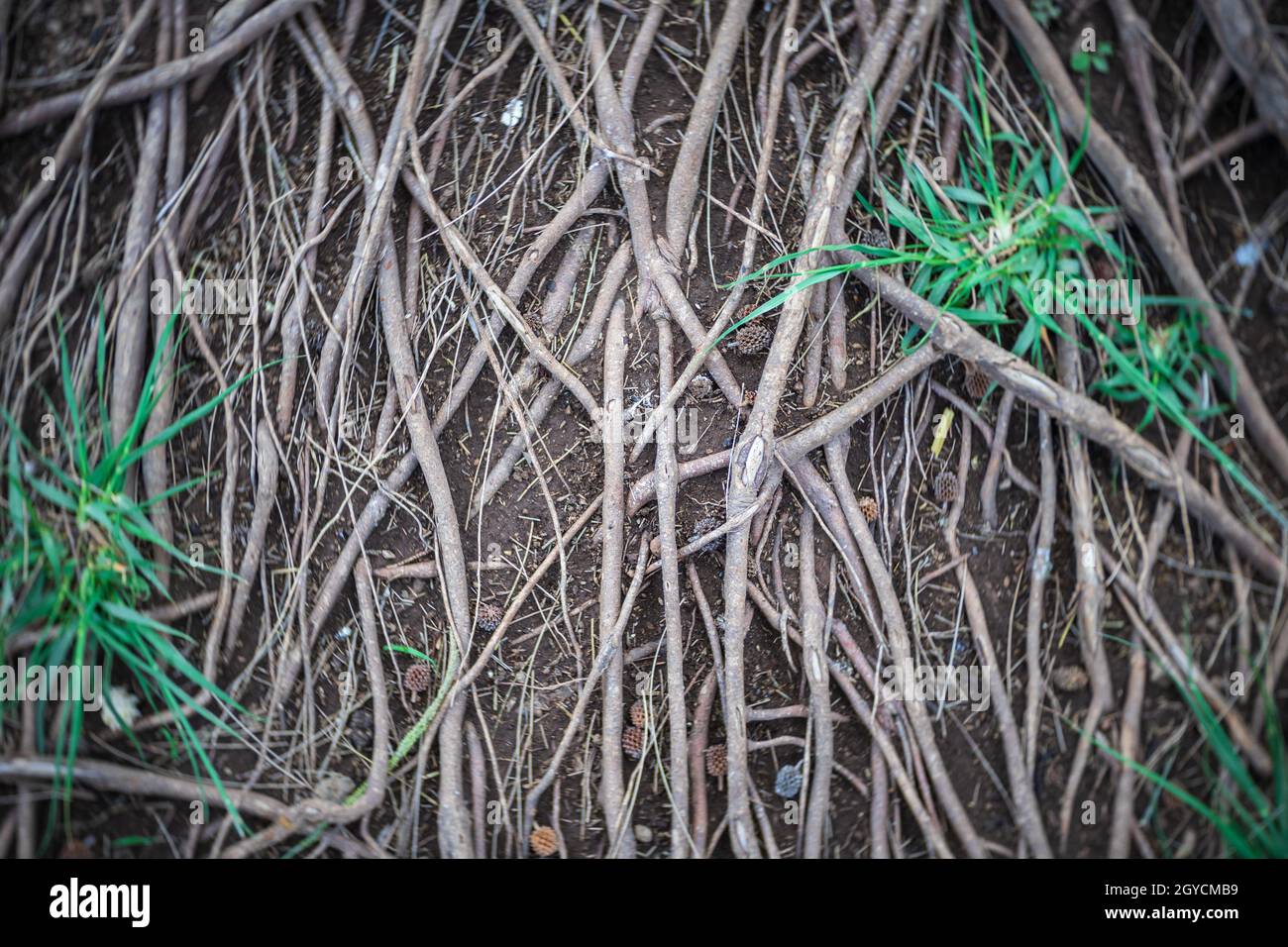 Small roots trees as background. Center focus Stock Photo - Alamy
