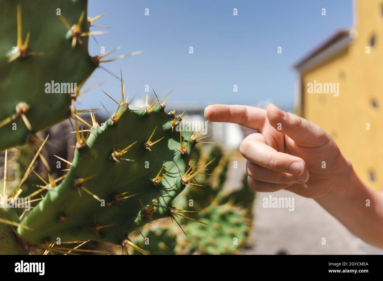 Hand touches the needles of a cactus Stock Photo - Alamy
