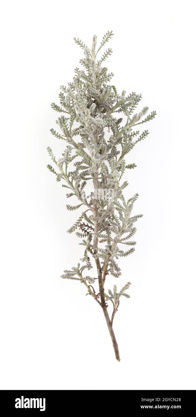 Santolin hi-res stock photography and images - Alamy