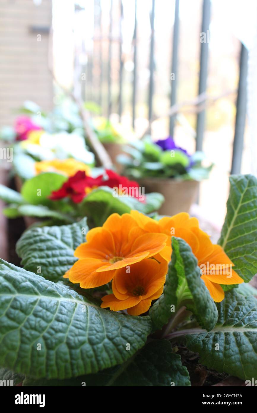 The yellow beautiful primrose that grow and give buds in winter Stock ...