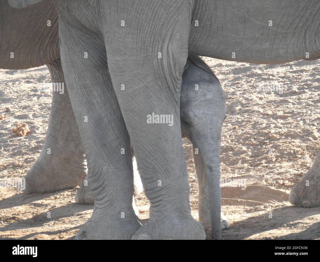 Closeup shot of a baby elephant hiding behind its mother Stock Photo ...