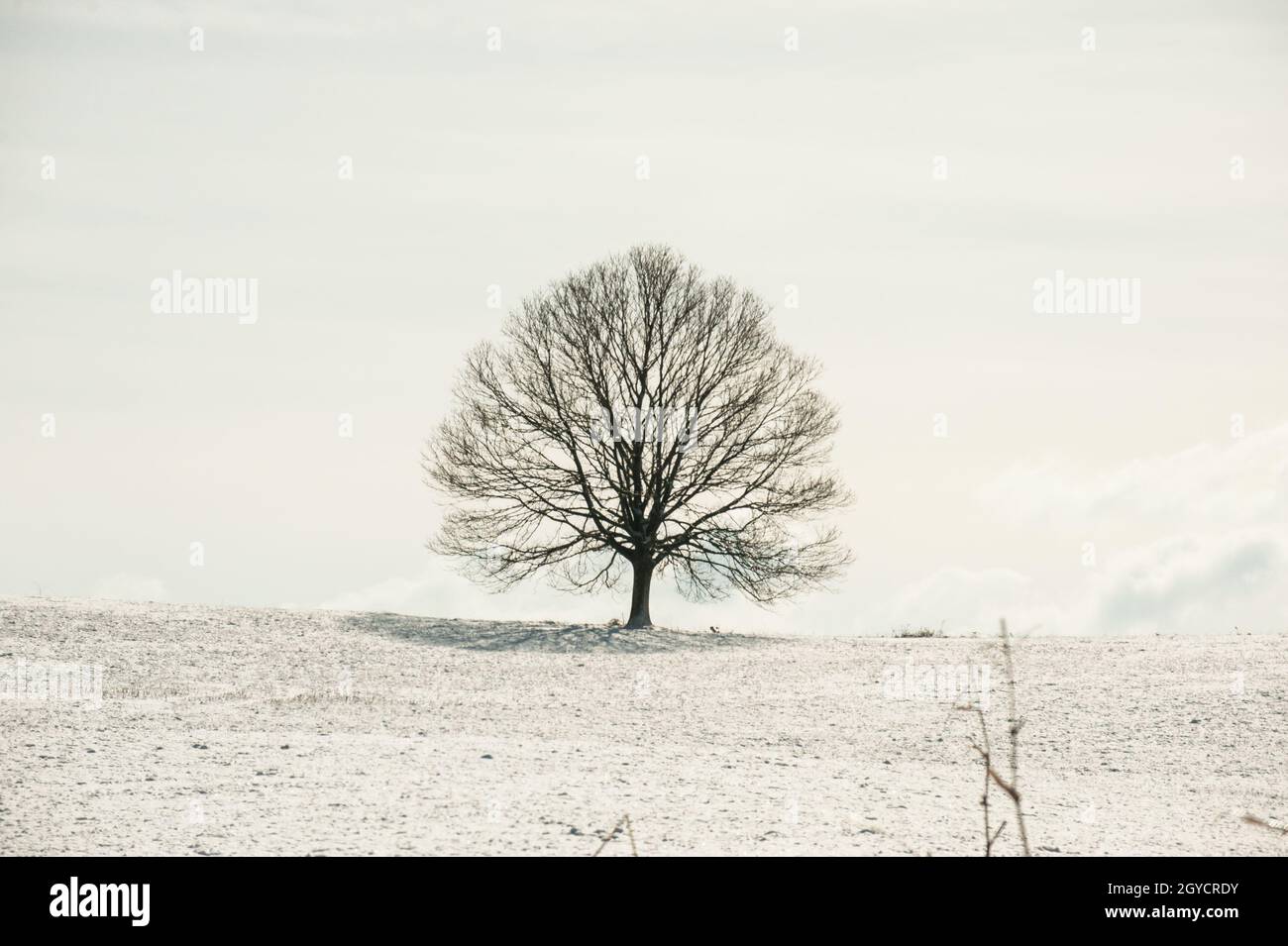 Artistic tree scene hi-res stock photography and images - Alamy