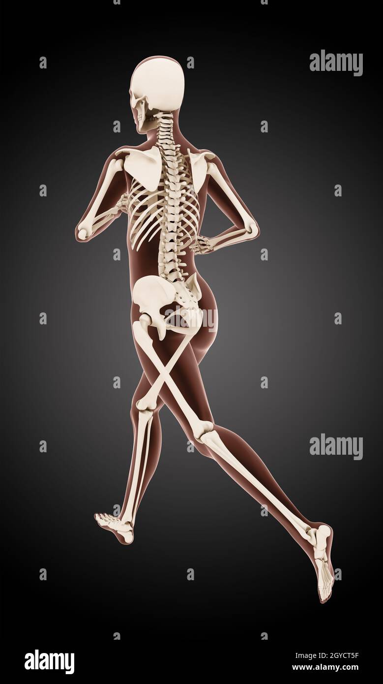 3D render of a female medical skeleton running Stock Photo - Alamy