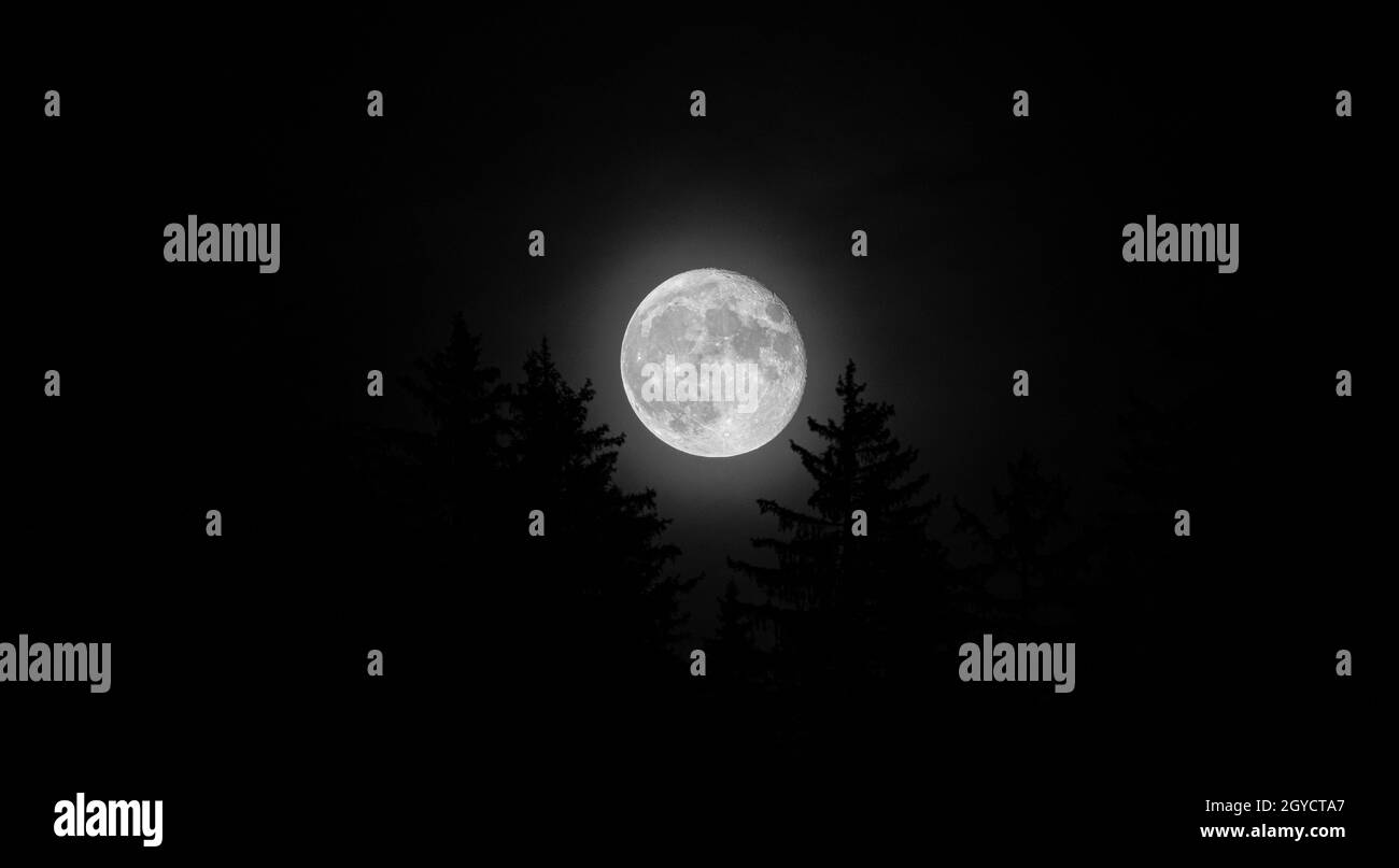 Pine Forest At Night With Moon