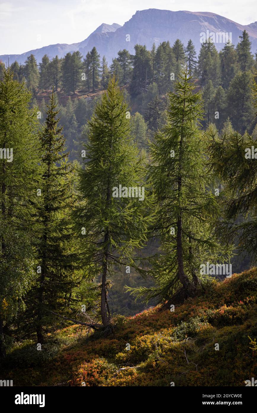 Beautiful mountain Pine forest in autumn lit by a warm sunlight Stock ...