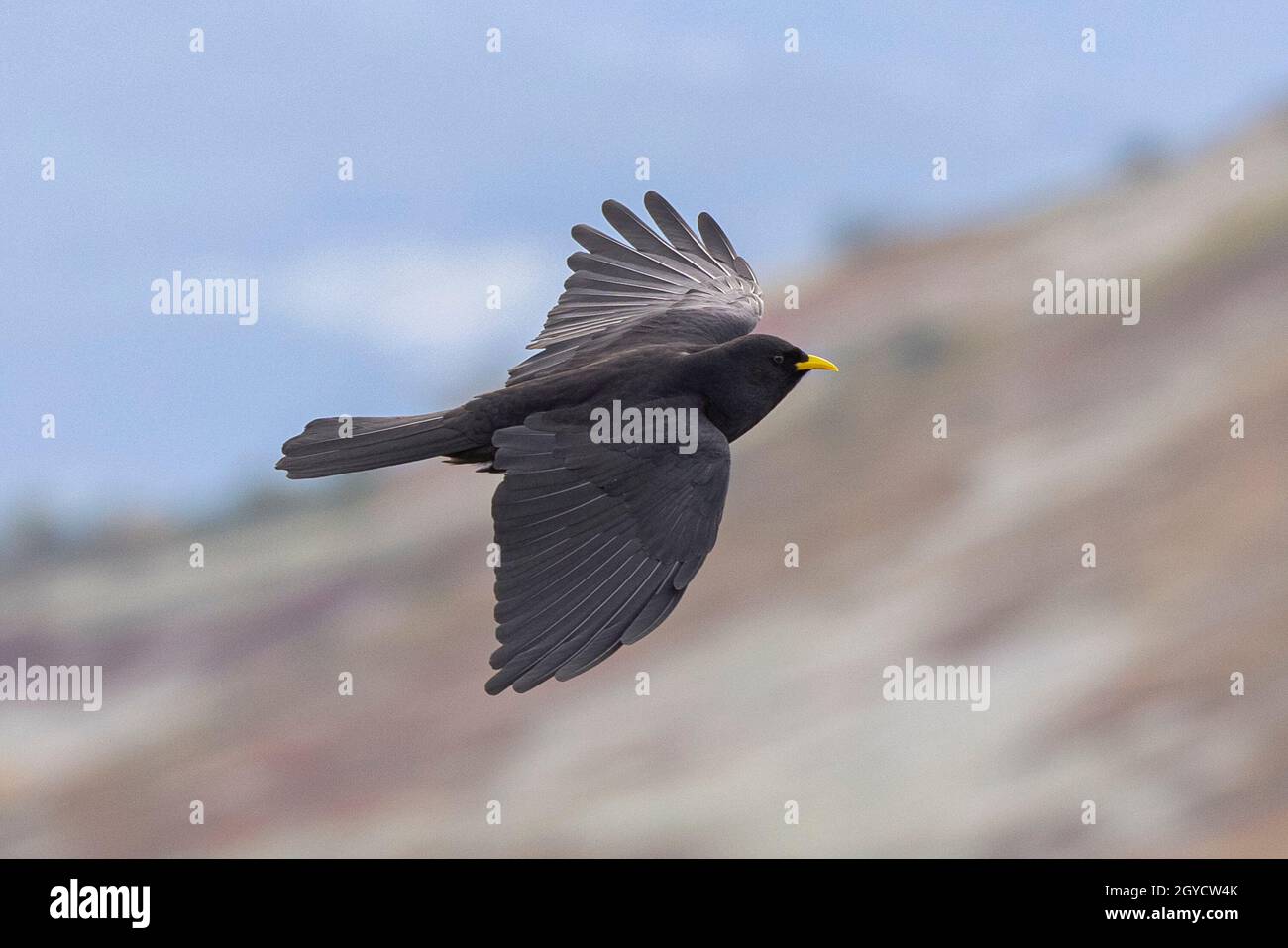 Alpine chough or yellow-billed chough (Pyrrhocorax graculus) flying in ...